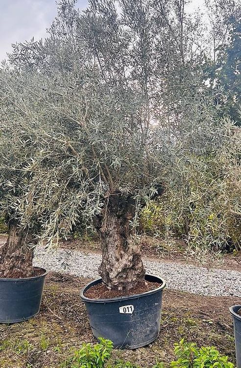 Olivenbaum "Spezial I" winterhart (Neu (gemäss Beschreibung)) in Zuckenriet für CHF 1950 – nur ...