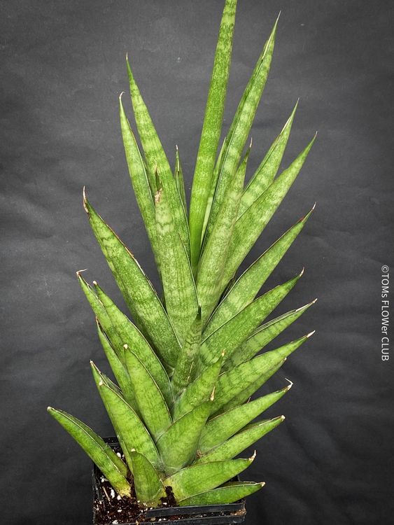 Sansevieria Cylindrica Hybride Starshooter (Neu (gemäss Beschreibung)) in Adliswil für CHF 38 ...