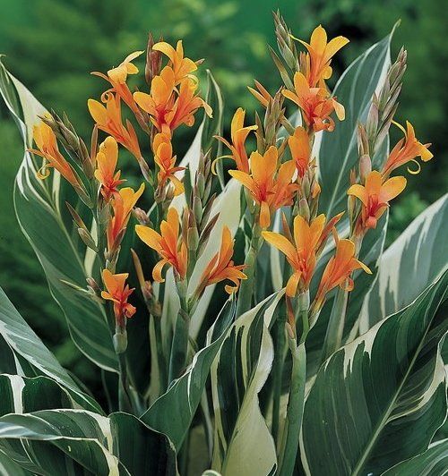 Canna indica STUTTGART VARIEGATA (Gebraucht) in Bremblens für CHF 39 ...