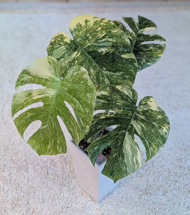 Monstera Thai Green Snow Variegata (Gebraucht) in Faulensee für CHF 490 ...