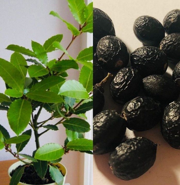 Ab 15 fr 20 Stk SAMEN LORBEER BAUM WILD & DUFTIG‪ (Neu und ...