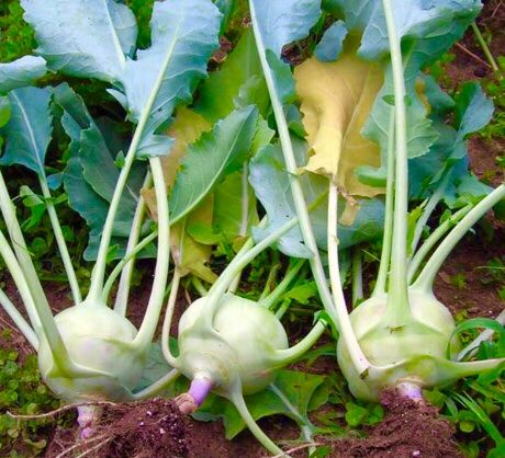 50 Samen Grüne Kohlrabi 🥬 50 Graines De Chou-Rave Vert (Neu und ...