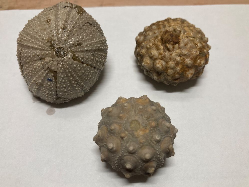Set Versteinerte Seeigel Fossilien Versteinerung (Gebraucht) in Abtwil ...