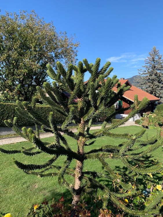 Affenbaum, Araucaria Araucana | Kaufen auf Ricardo