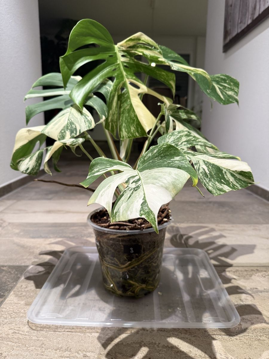 Luxus Monstera Variegata Samen Bild