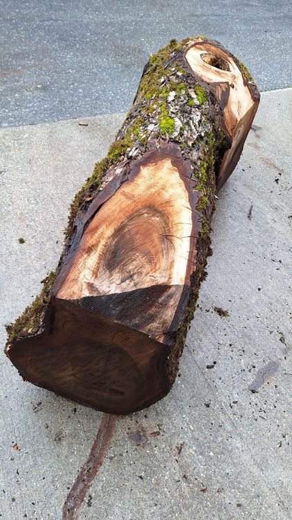 Nussholz Stamm Nuss Holz Nussbaumholz drechseln basteln (Neu (gemäss ...