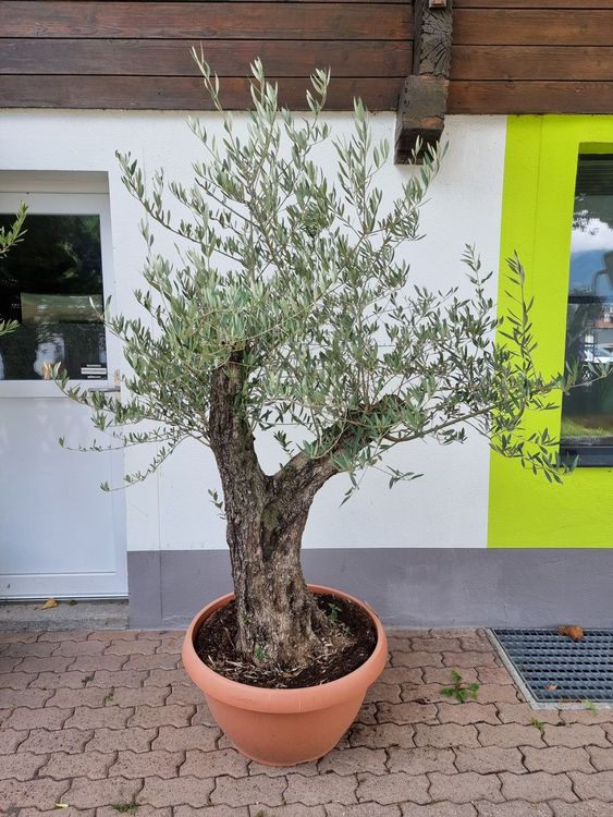 Olivenbaum winterhart (Neu (gemäss Beschreibung)) in Matten bei Interlaken für CHF 251 – nur ...