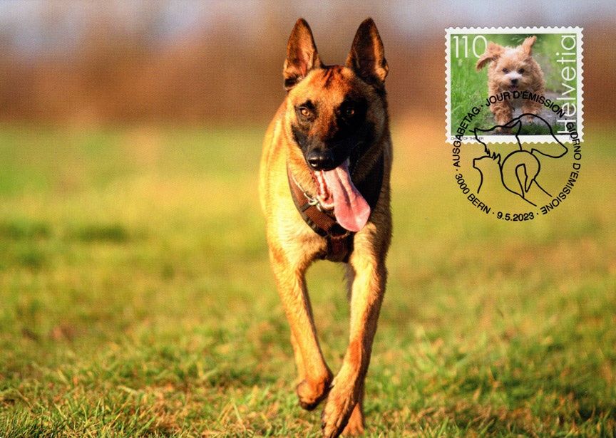 Maximumkarte Süsse Tiere - Hund (Neu (gemäss Beschreibung)) in Dottikon für CHF 4 – mit ...