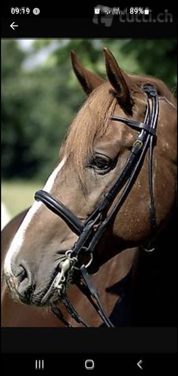 Kandarren Zaum (Neu und originalverpackt) in Hugelshofen für CHF 75 ...