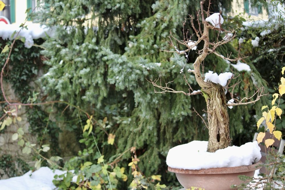 Scheinakazie/Robinie Bonsai (Gebraucht) in Suhr für CHF 600 – nur ...