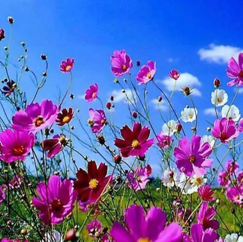 Ab 1.- fr 10 COSMEA SAMEN Cosmea GRAINES cosmea SEMI SEEDS | Kaufen auf ...