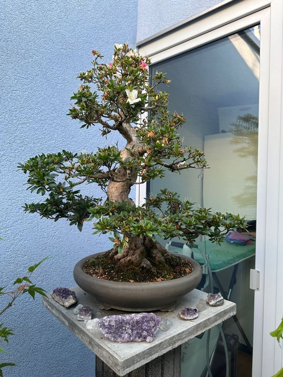 Japanische Azalee Bonsai Satsuki Azalee (Gebraucht) in Gossau SG für ...
