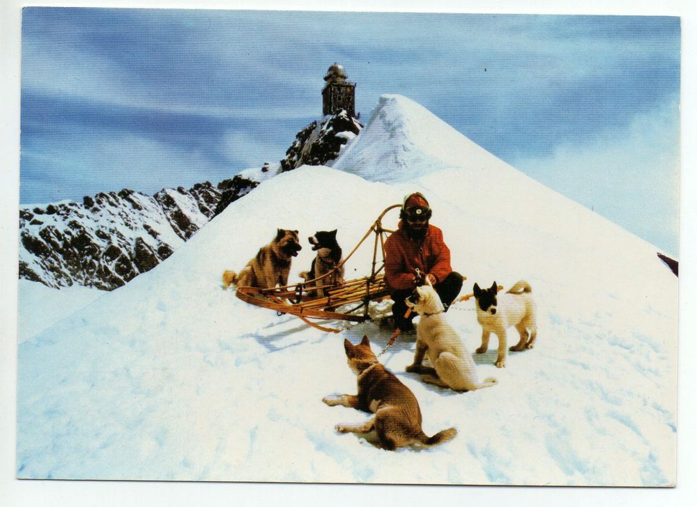 JUNGFRAUJOCH Polarhunde und Sphinx-Observatorium | Kaufen auf Ricardo
