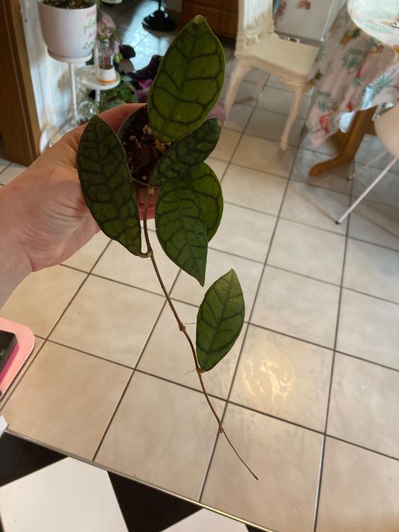 Hoya callistophylla | Kaufen auf Ricardo