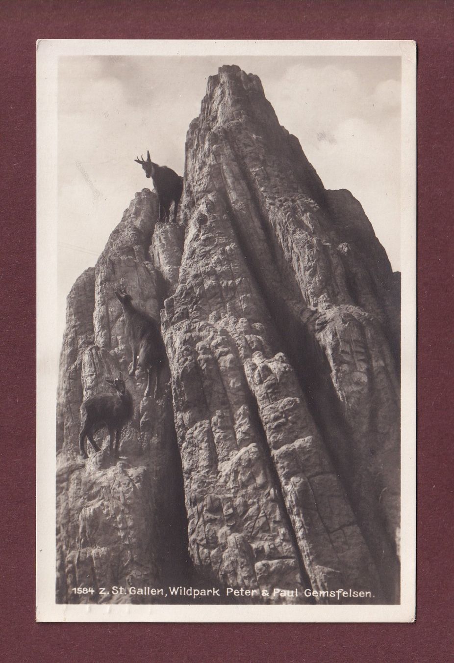 ST. GALLEN - Wildpark Peter & Paul - Gemsfelsen - 1931 (D'occasion) à ...
