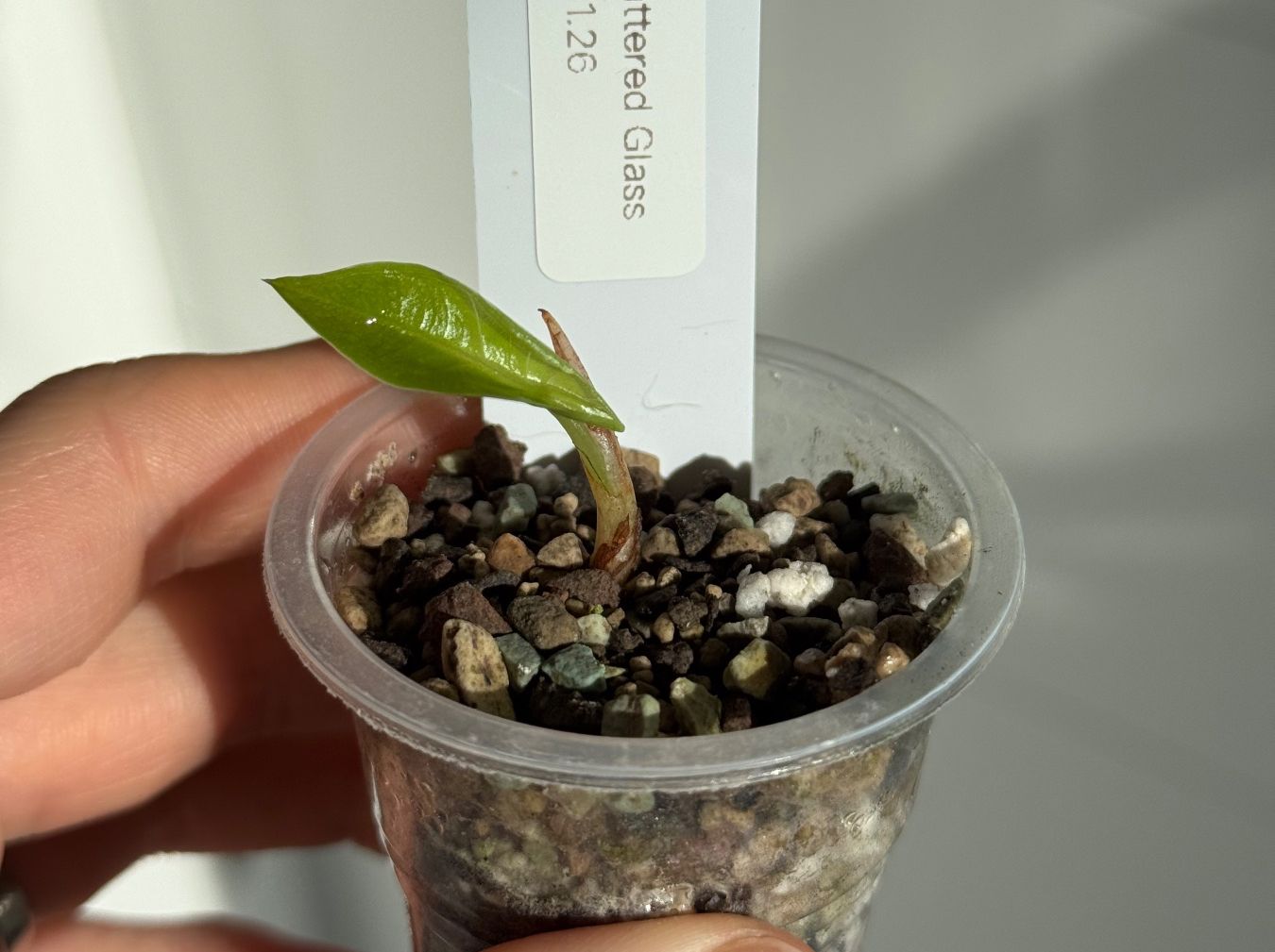 Alocasia Shattered Glass Baby (Gebraucht) in Goldau für CHF 15 – mit ...