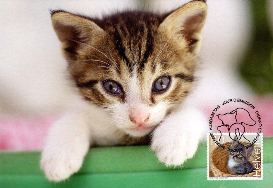 Maximumkarte Süsse Tiere - Katze (Neu (gemäss Beschreibung)) in Dottikon für CHF 4 – mit ...