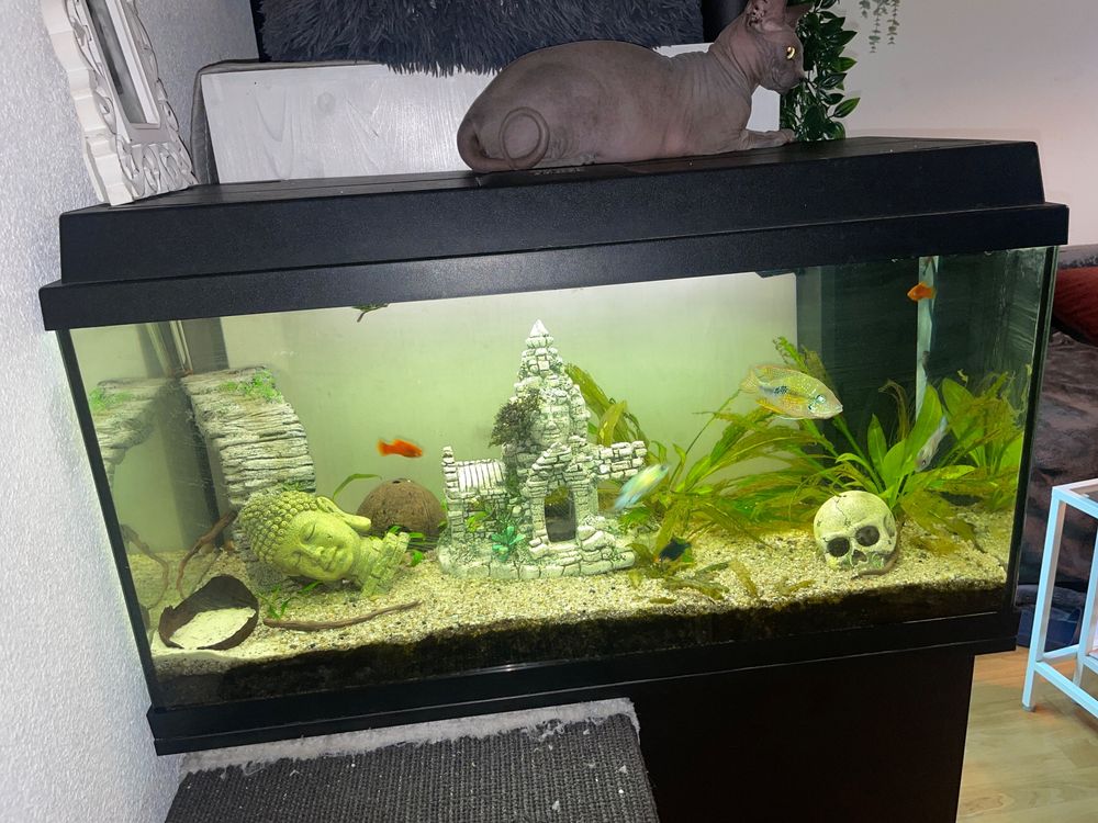 Aquarium Juwel 112l | Kaufen auf Ricardo