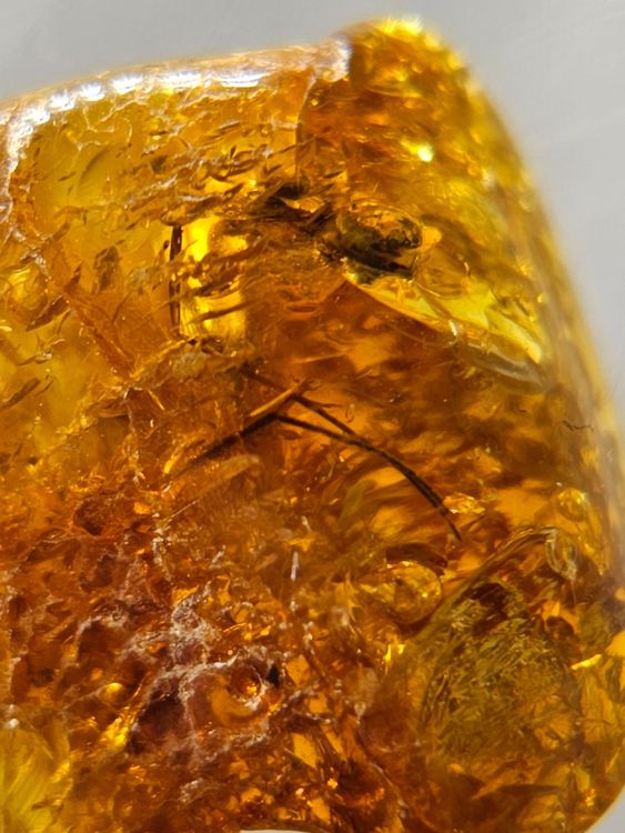 Bernstein mit Inkluse Naturbernstein Anhänger möglich Insekt (Neu ...