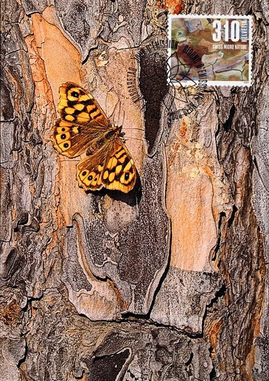 Maximumkarte Naturmuster - Baumrinde (Neu (gemäss Beschreibung)) in Dottikon für CHF 9 – mit ...