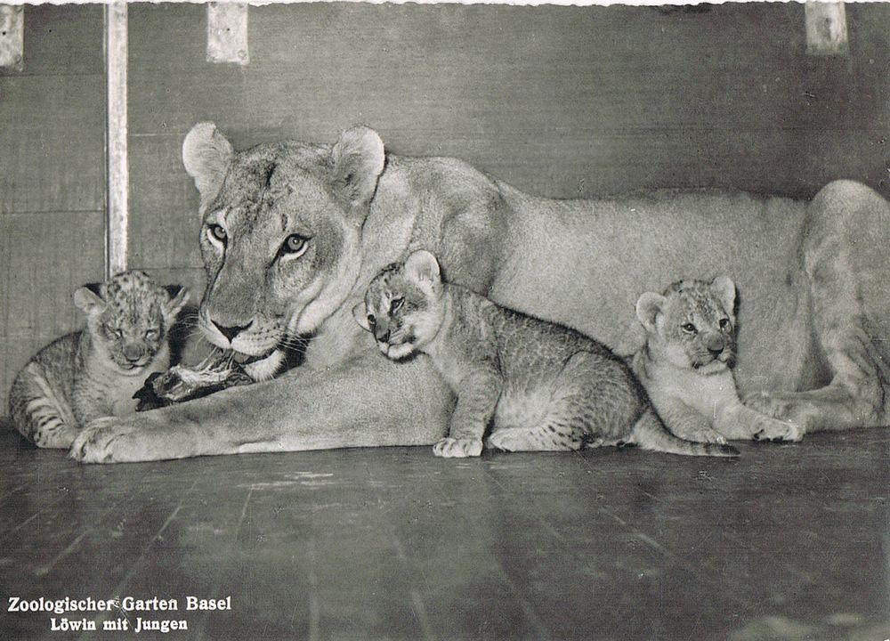 Basel Zoologischer Garten, Löwin mit Jungen (Gebraucht) in Buchs AG für CHF 4 – mit Lieferung ...