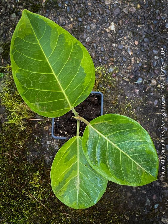Ficus Altissima Aurea Variegata voll etablierte Jungpflanze (Neu und originalverpackt) in ...