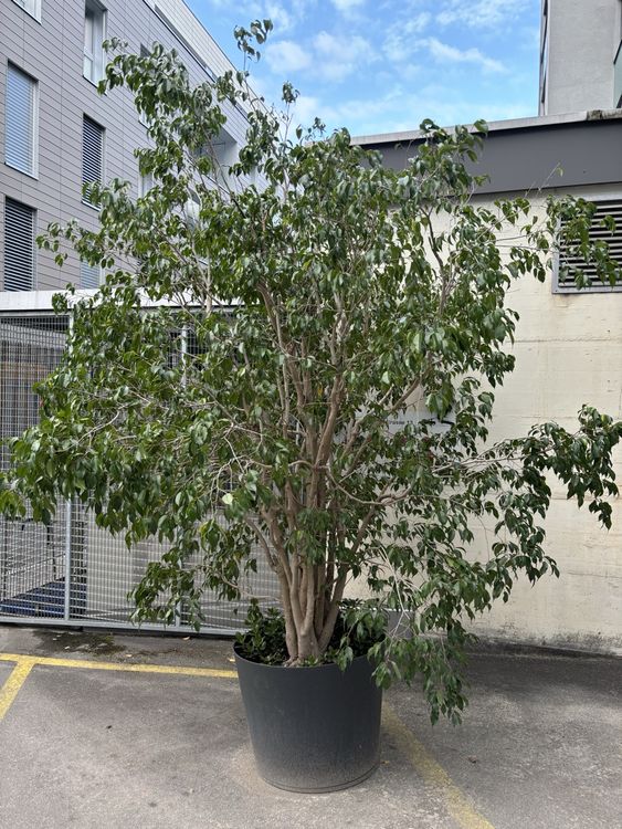Grosser Ficus Benjamini im Topf zu verkaufen | Kaufen auf Ricardo