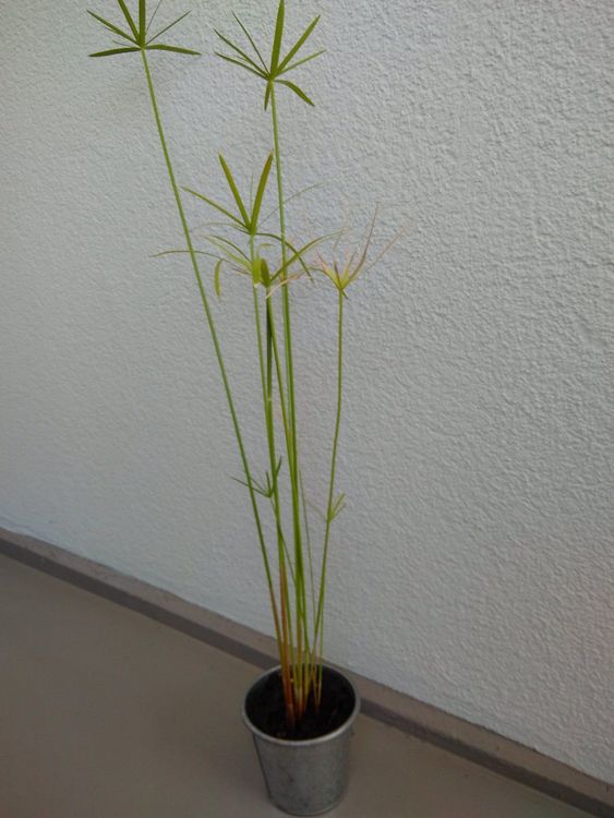 Zypergras (Cyperus alternifolius) 110 cm (Neu (gemäss Beschreibung)) in ...