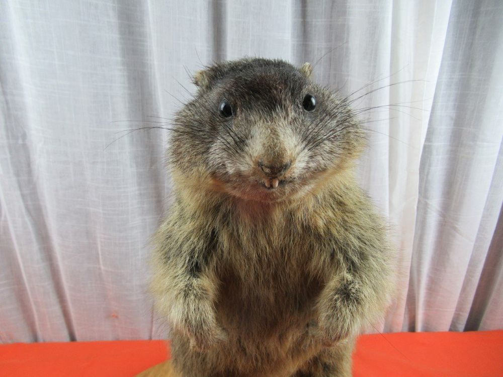 Murmeltier Mungg Präparat (Gebraucht) in Flums für CHF 299 – mit ...