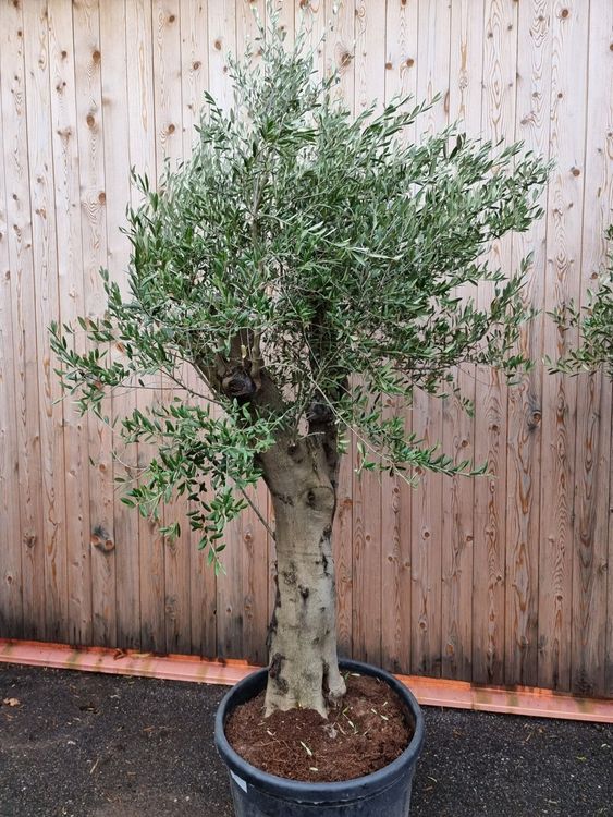 Olivenbaum winterhart | Kaufen auf Ricardo