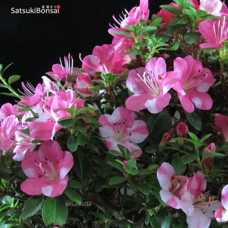 Azalea Satsuki ab 1.- | Kaufen auf Ricardo