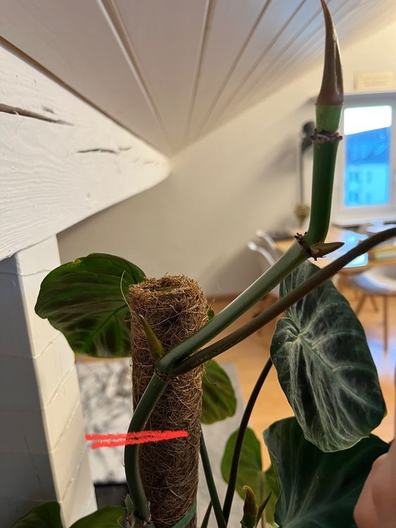 Philodendron Verrucosum, Kopfsteckling inkl 3 Nodie (Neu (gemäss ...