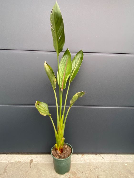 Strelitzia Reginae / Paradiesvogelblume 120cm / 100% Bio (Neu (gemäss Beschreibung)) in Adliswil ...