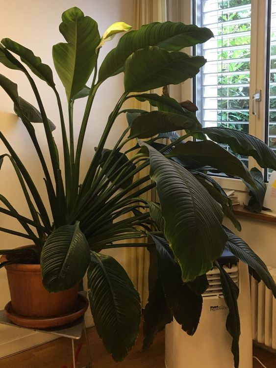 riesige Planze Spathiphyllum | Kaufen auf Ricardo