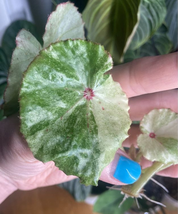 Begonia Rouge Variegata Ableger (Gebraucht) in Zürich für CHF 80 – mit ...