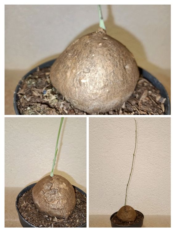 Stephania Pierrei ( Erecta ) (Neu (gemäss Beschreibung)) in schöftland ...