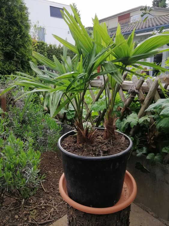 Schöne kräftige Tessiner Palme | Kaufen auf Ricardo
