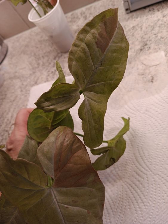 Syngonium Red Spot Pink Splash | Kaufen auf Ricardo