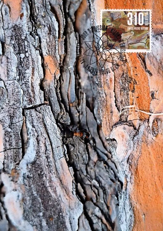 Maximumkarte Naturmuster - Baumrinde | Kaufen auf Ricardo