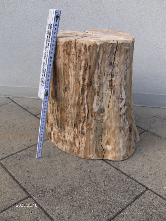 Baumstamm Holzscheit Decor Wurzel Abschnitt mit Seitenfuss (Neu (gemäss ...