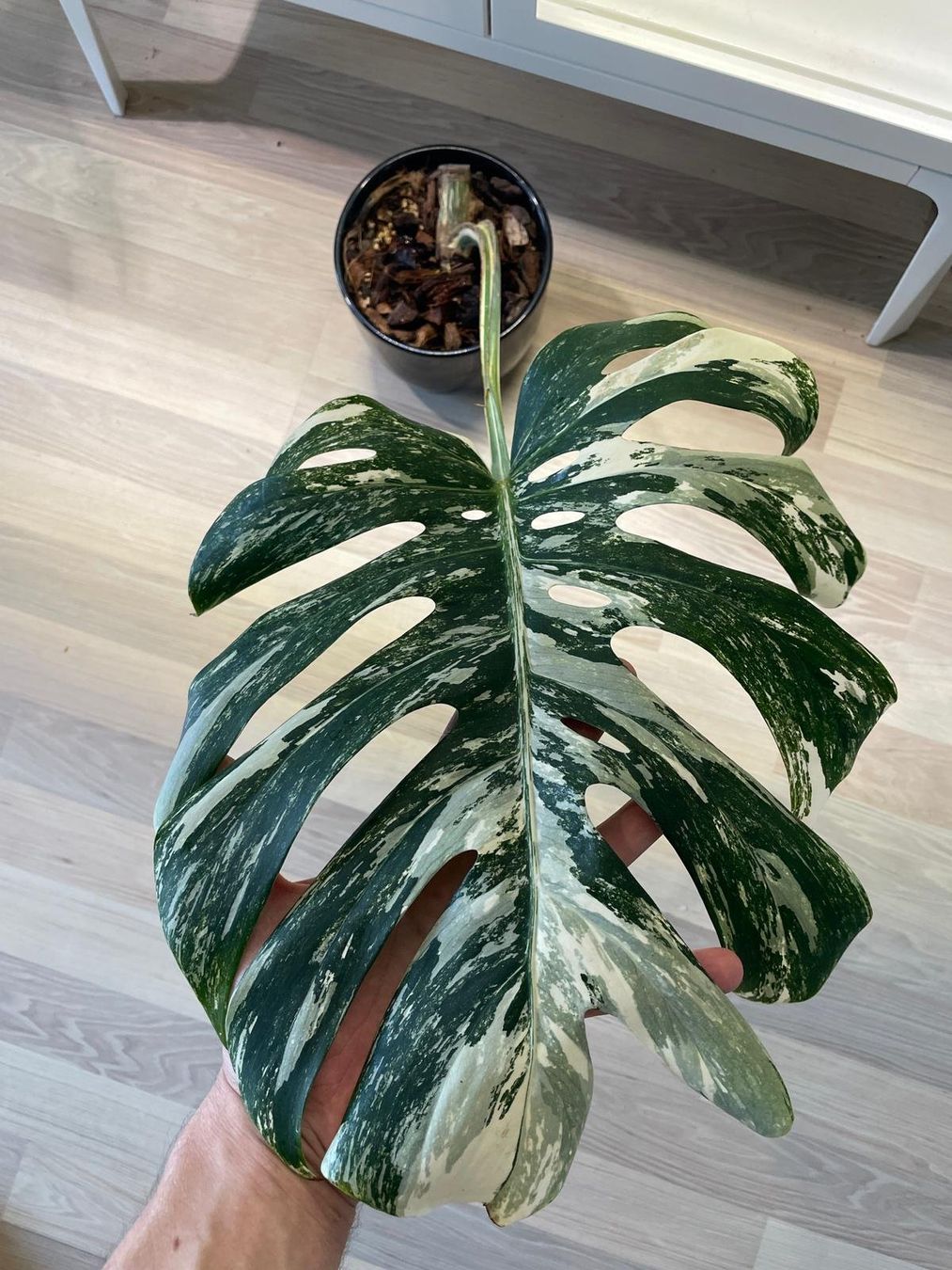 Monstera Variegata Samen