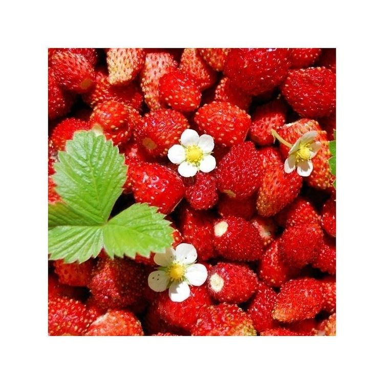 Fraise des Bois - Reine des Vallées 20 plants (Neu (gemäss Beschreibung ...