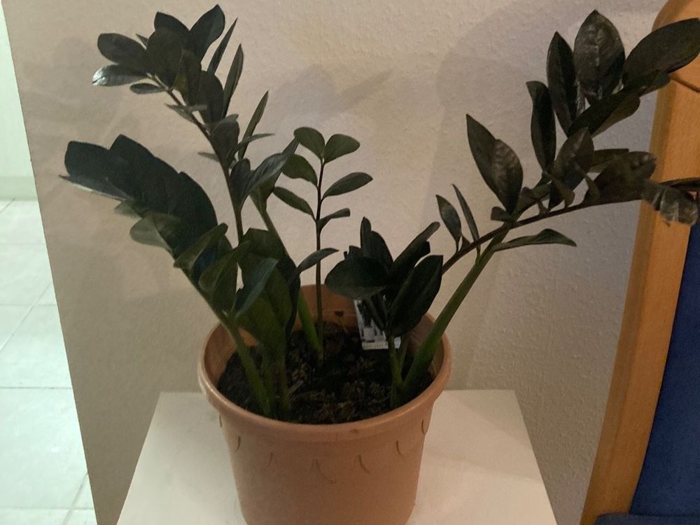 Zamioculcas Mit Kaffeesatz Dungen