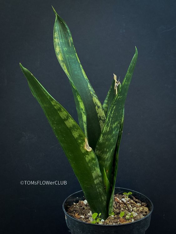 Sansevieria Trifasciata Banded Nelsonii (Neu (gemäss Beschreibung)) in Adliswil für CHF 51 – mit ...
