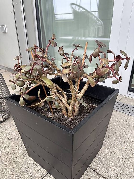 Geldbaum (Crassula ovata) (Gebraucht) in Adlikon b.Regensdf für CHF 25 ...