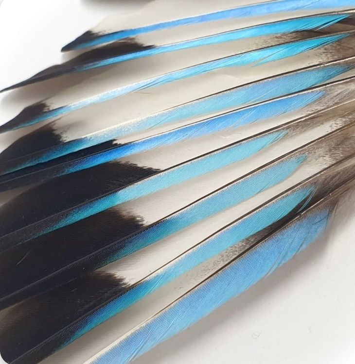 Feder Eisvogel | Kaufen auf Ricardo