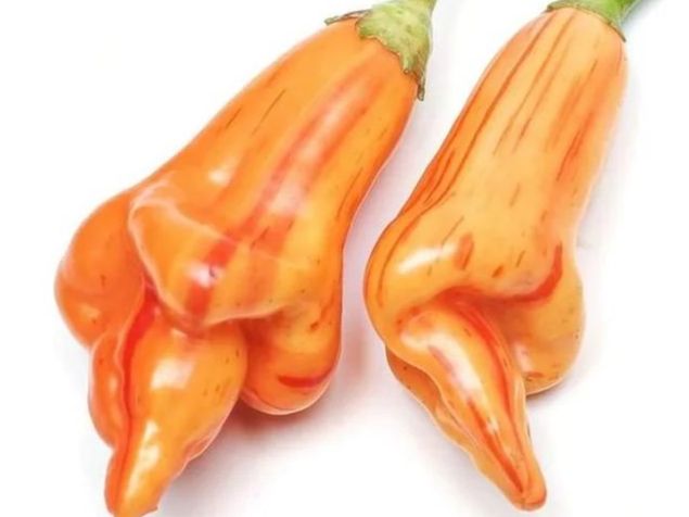 🔥 Chili - Tangerine Tiger (Schärfe 6), 5 Samen (Neu und ...