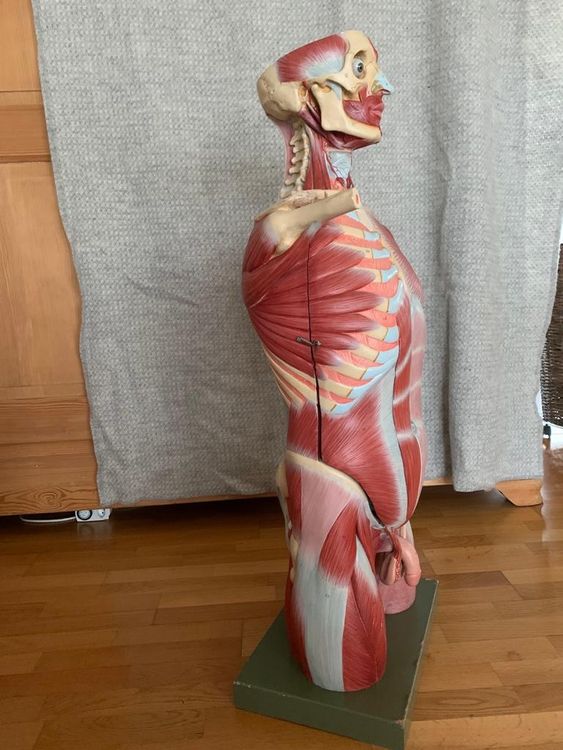 Torso - Modell | Kaufen auf Ricardo