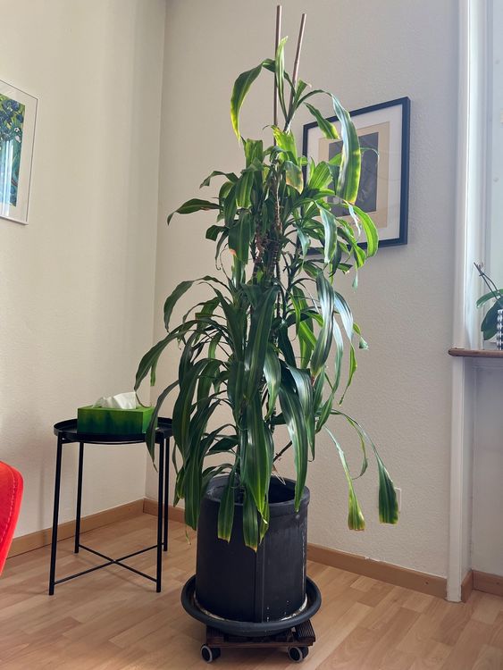 Grosser Drachenbaum im Topf mit Rollen ca. 160 cm | Kaufen auf Ricardo