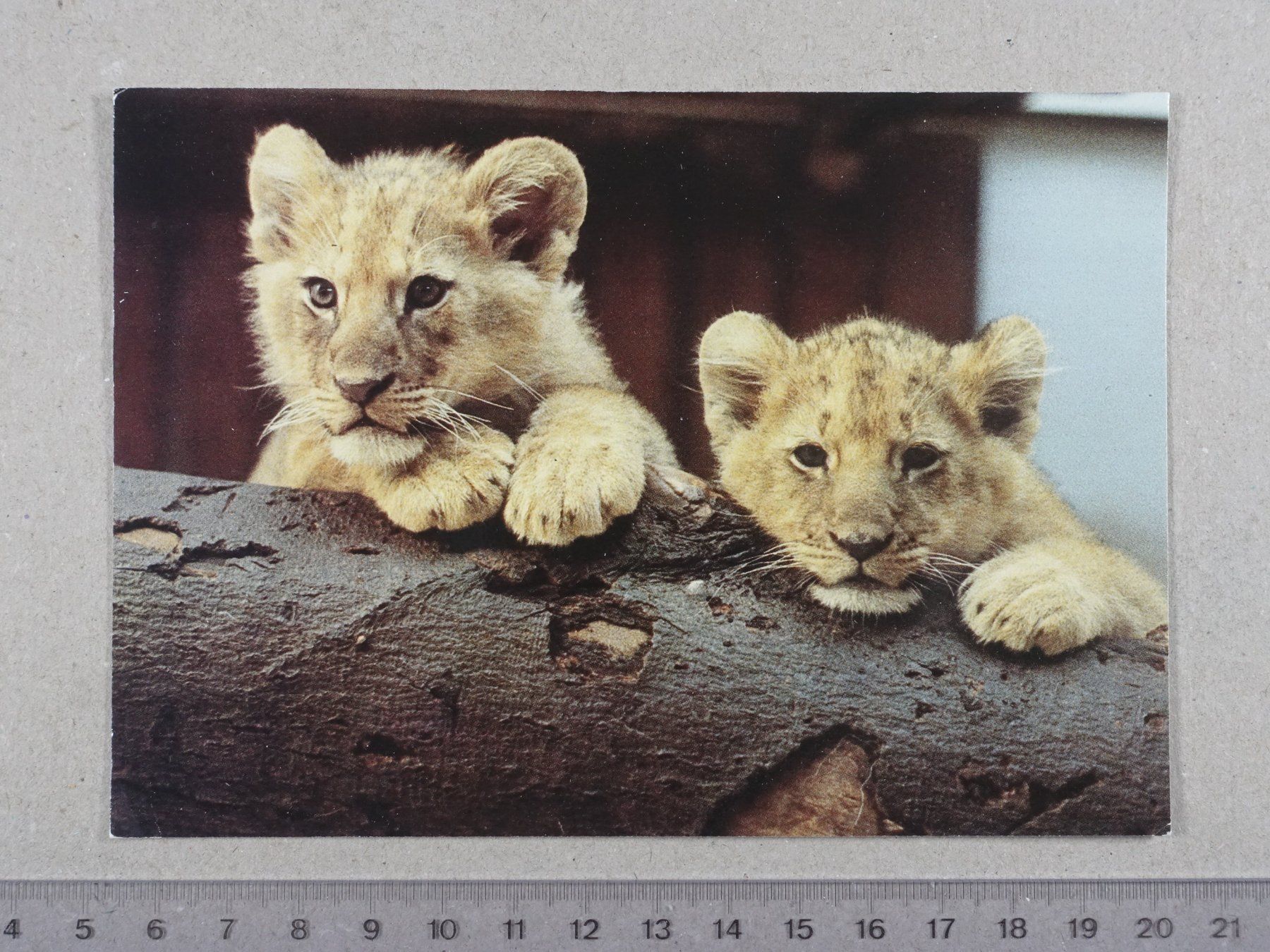 Zoologischer Garten Basel, junge Löwen, 1982 (Gebraucht) in Lenzburg ...